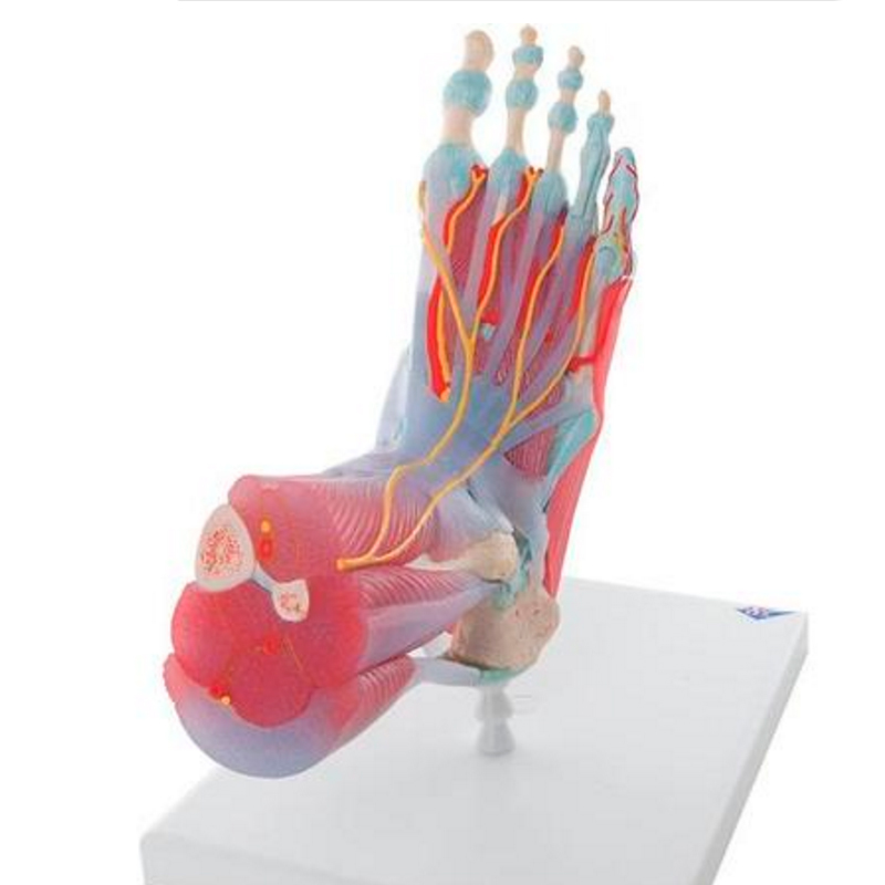 Modello di scheletro del piede con legamenti e muscoli - Articolazioni ...